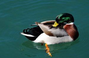 Anatra o papera, qual è la differenza? Impariamo a distinguere i due ...