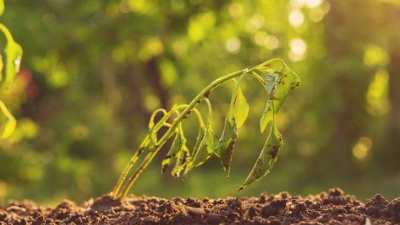 Foglie gialle e radici appassite, come salvare la pianta dalla morte