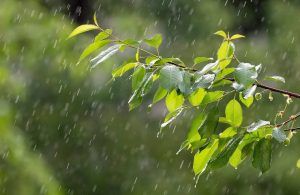 Piogge acide: cosa sono, come si formano e quali sono le conseguenze