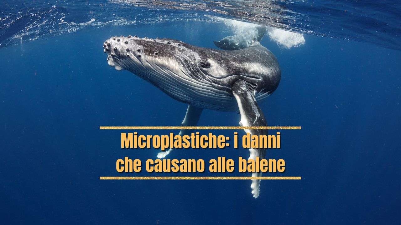 Balene, ogni giorno ingeriscono 10 milioni di pezzi di microplastiche