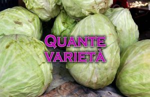 Varietà di cavoli, le conosci tutte? Scoprile con noi