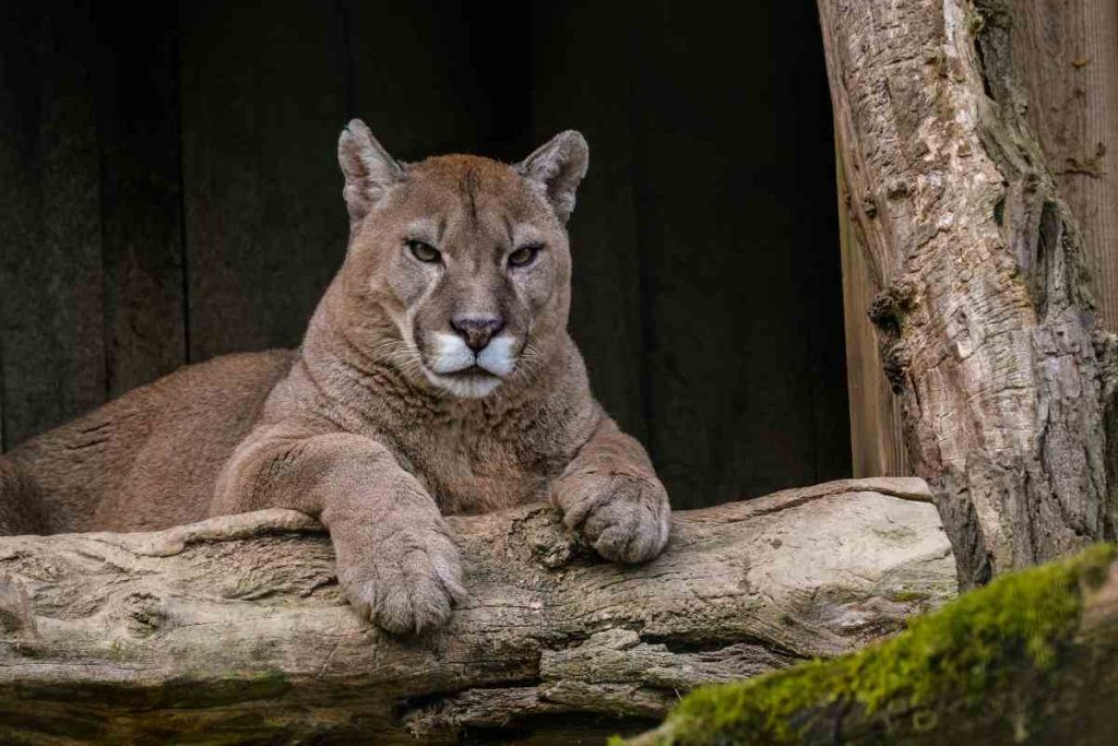 Leoni di montagna, diverse curiosità sul puma: occhio se lo beccate ...