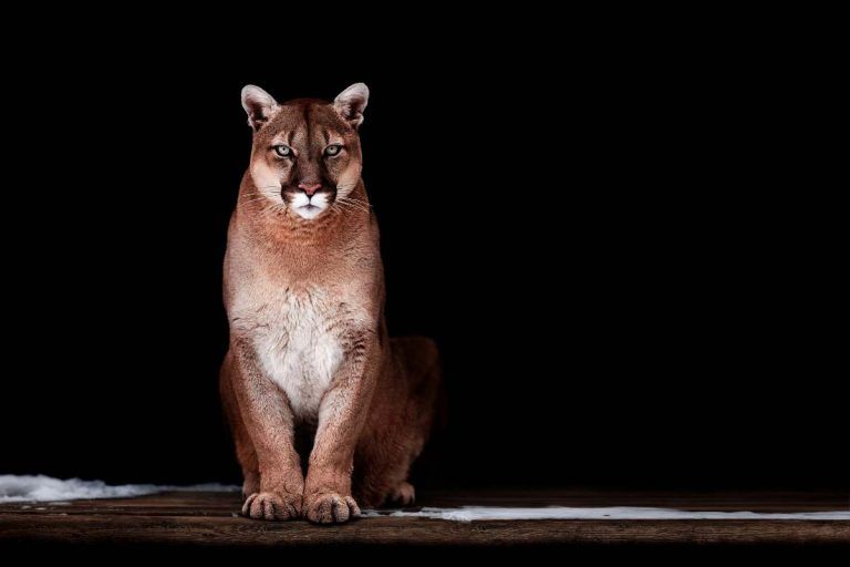 Leoni di montagna, diverse curiosità sul puma: occhio se lo beccate ...