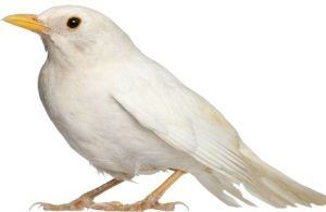 Giorni della merla, sai cosa sono e perché si chiamano così?