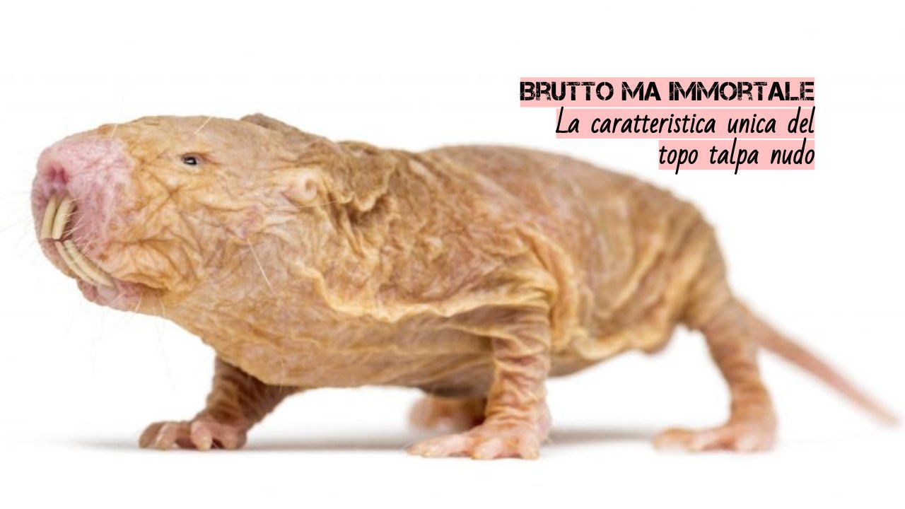 Non è bellissimo, ma questo animale è molto vicino all'immortalità