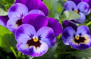 Viola ricadente, i consigli utili per prendertene cura