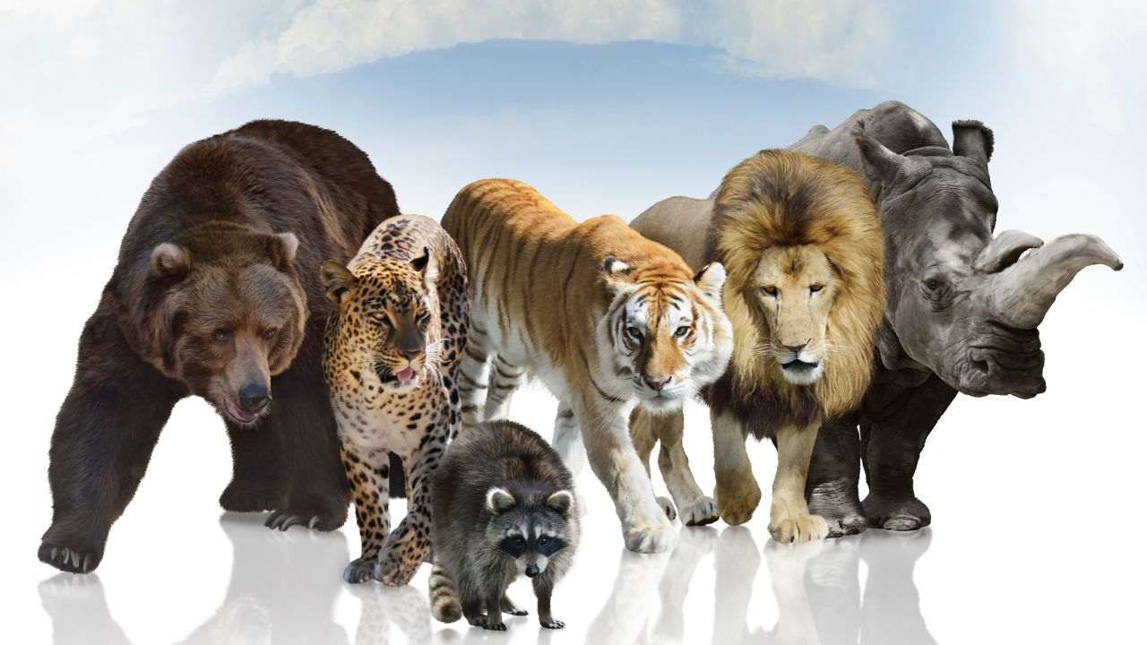 Il mondo mammifero animale pesa meno del 10% dell'umanità