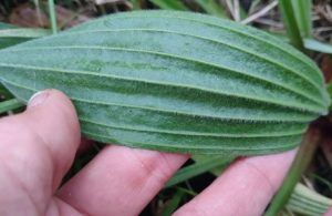 Piantaggine, l'erba al gusto di fungo: come riconoscerla