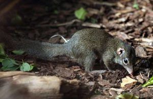 Tupaie dalla coda a piuma, la specie "ubriacona"
