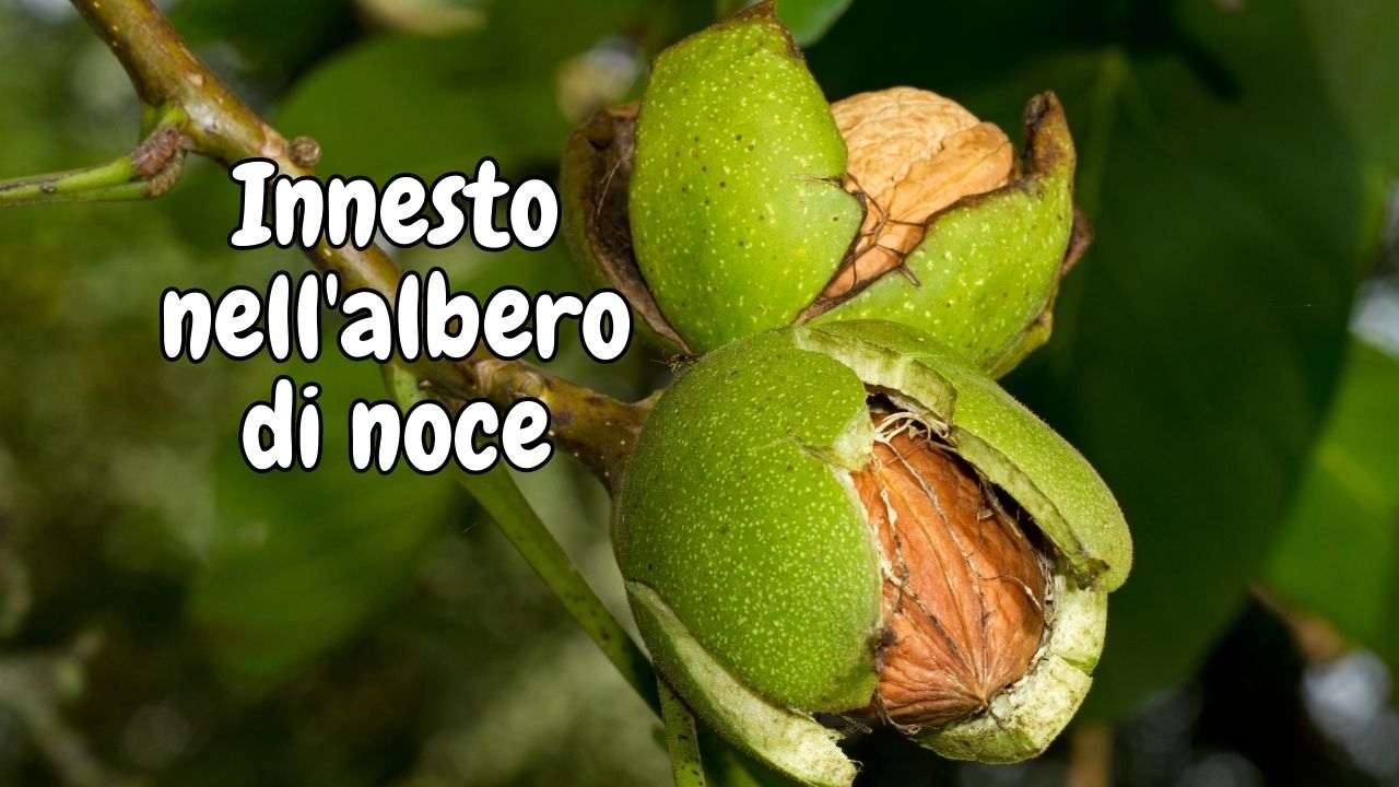 Innesto di noce, tutto quello che c'è da sapere