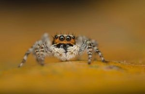 Morso di ragno, come riconoscere i sintomi e cosa fare