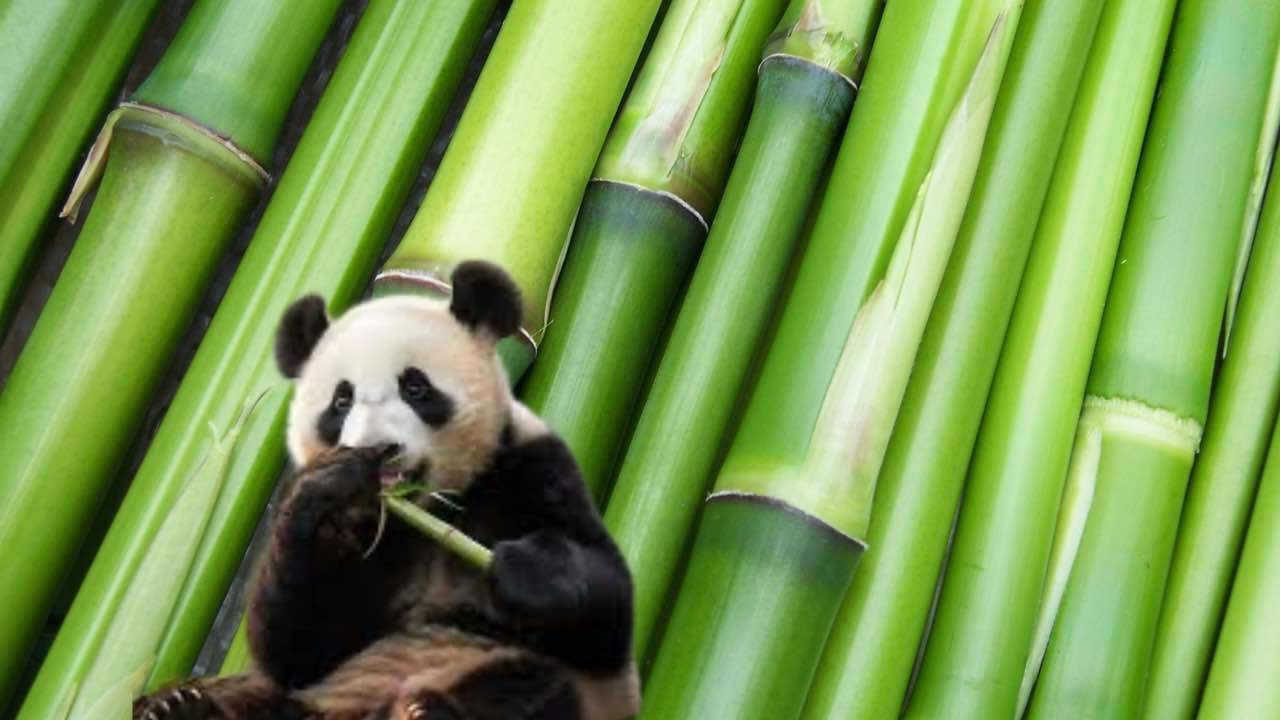 Bambù, la pianta preferita dai panda