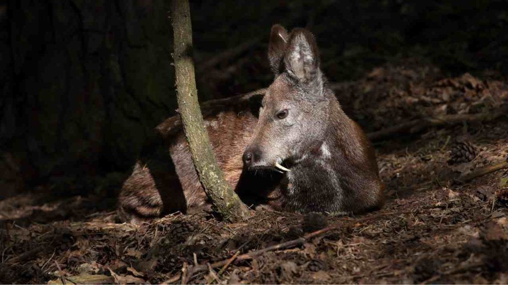 Aroma di muschio bianco: cos'è, come si ricava e perché ha a che fare ...