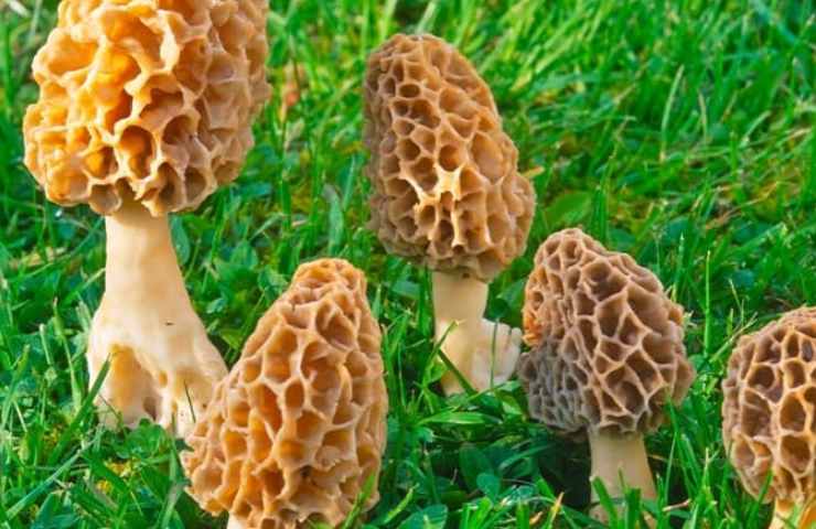 I funghi più strani del mondo, alcuni sono davvero curiosi