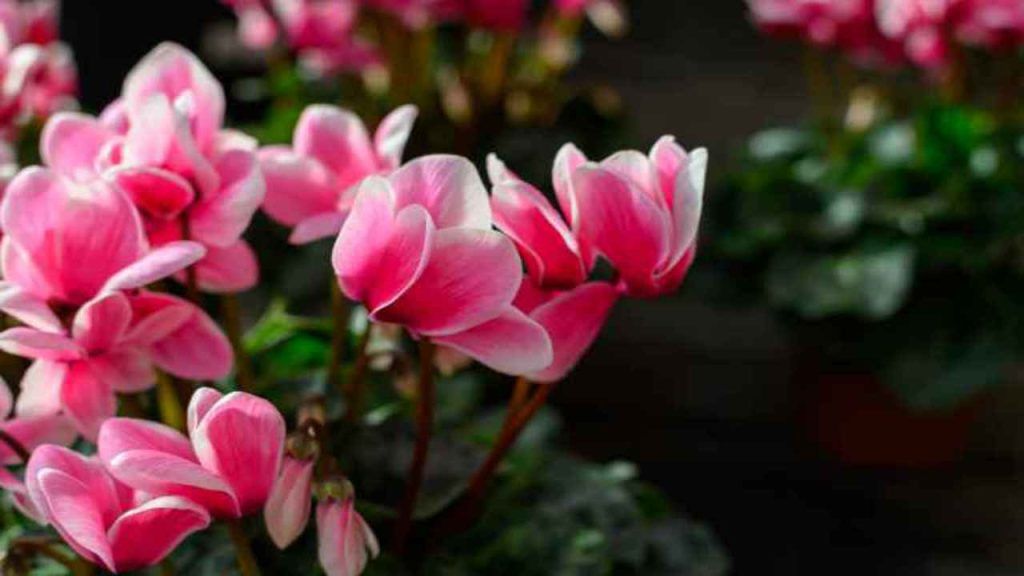 Come allungare la vita del tuo ciclamino: prova con questi 5 gesti