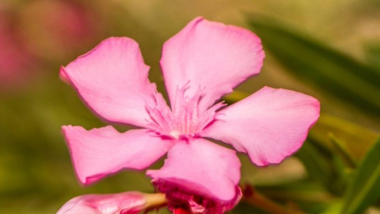 Oleandro: bello, profumato ed anche velenoso | Una pianta tutta da scoprire