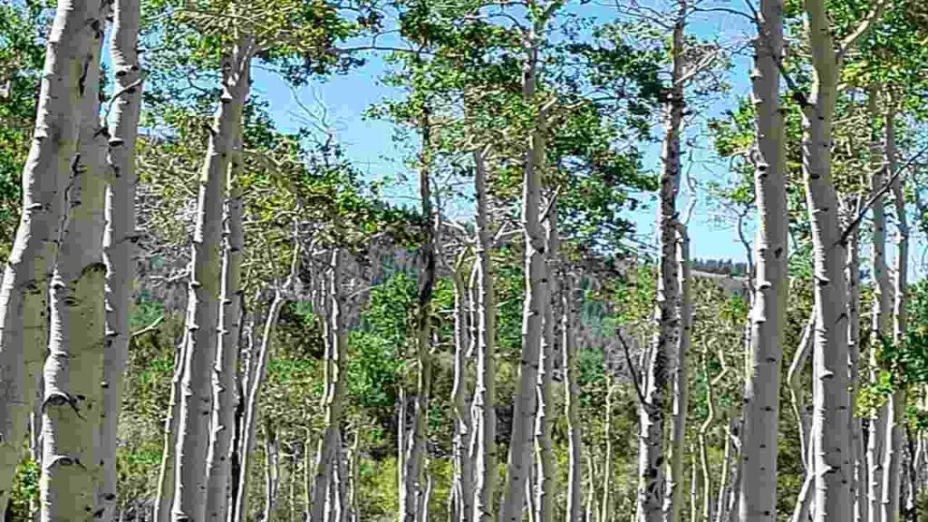Il Pando, l'albero più grande al mondo che ha ispirato il film Disney ...