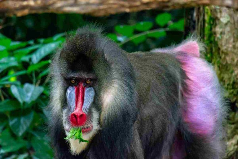 Scimmie dal sedere rosso: lo fanno per un motivo preciso