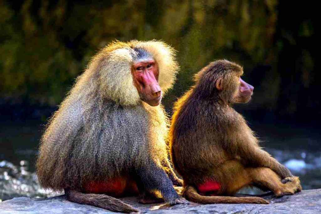 Scimmie dal sedere rosso: lo fanno per un motivo preciso